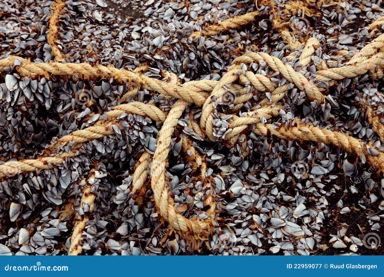 Old Ship Rope Studded with Young Mussels Stock Image - Image of young ...