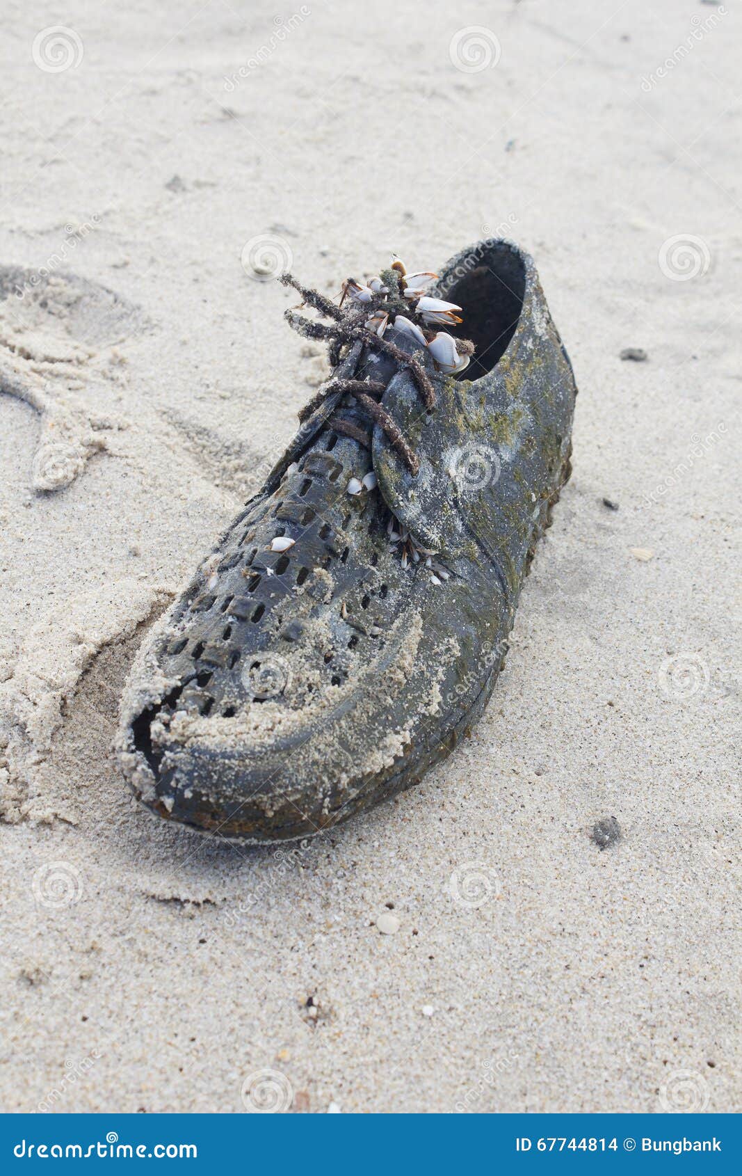 Old Shoe with Shell on Beach Stock Photo - Image of white, nature: 67744814