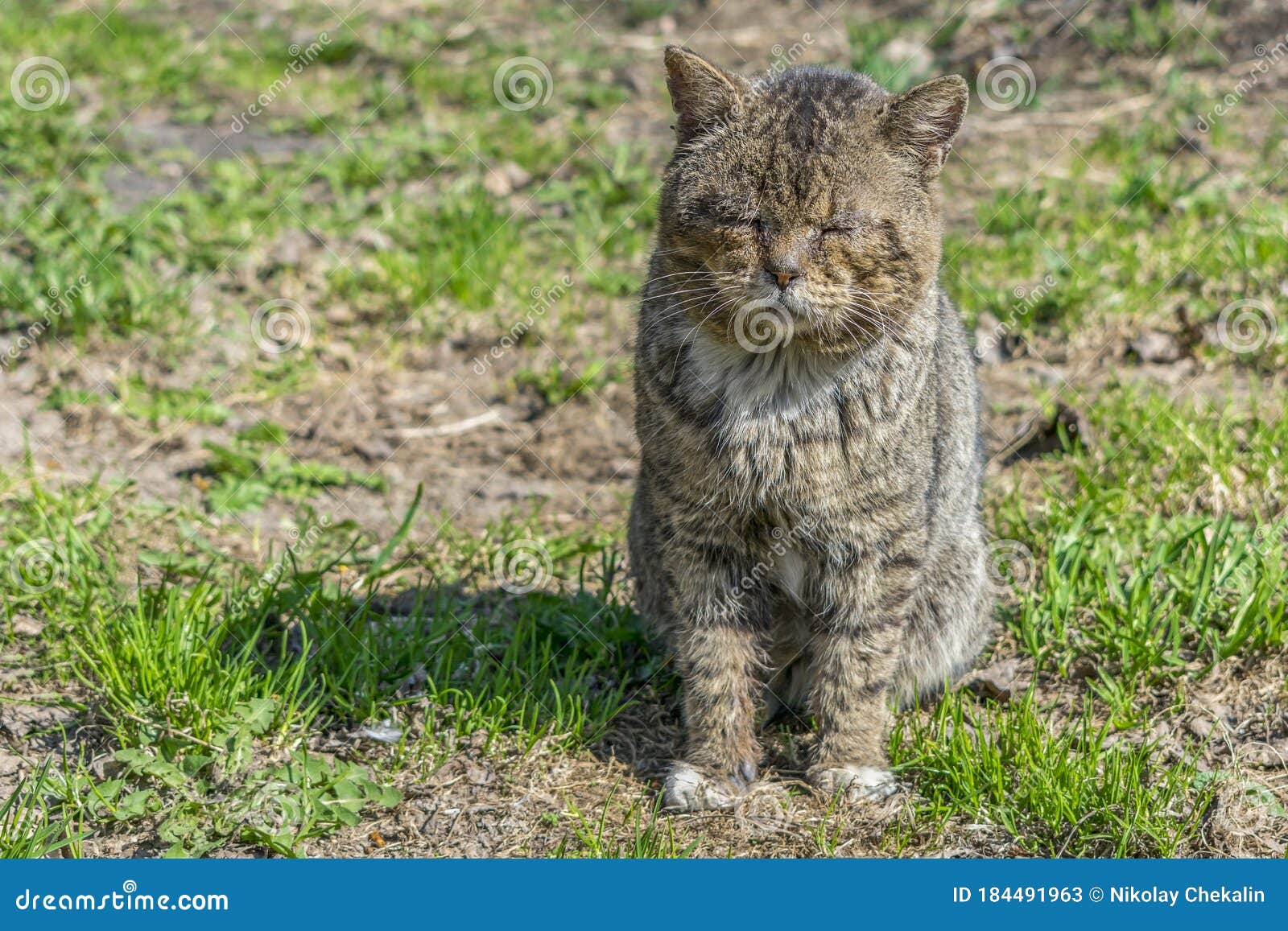 Old and Sick Cat with Wounds Sits on the Grass and Dozes Stock Image ...