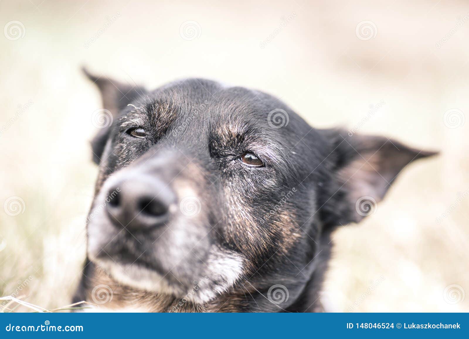 Old Chain Red Dog With A Malignant Inoperable Tumor On The Face In The ...