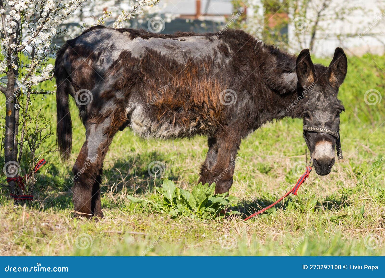 Old Sick Mule Eating Grass in Spring Stock Photo - Image of goats ...