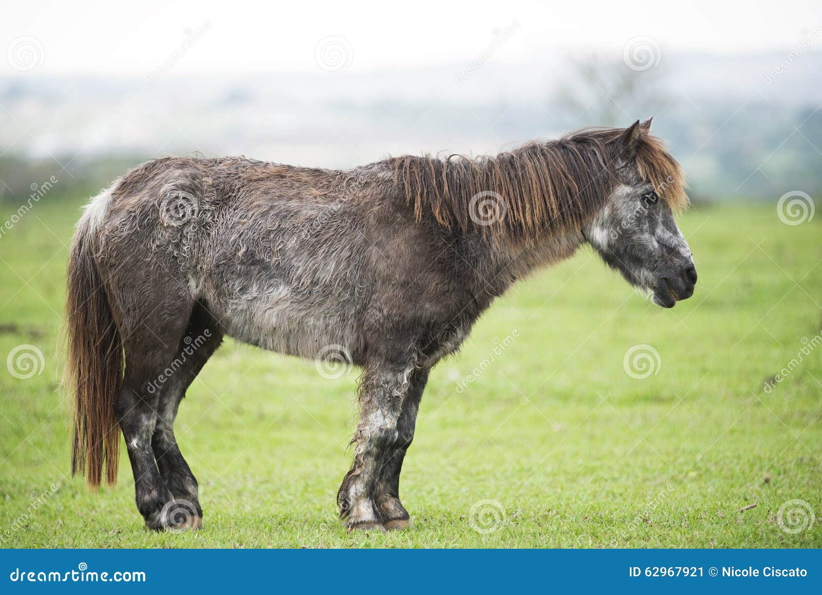 Old sick pony stock image. Image of long, horse, back - 62967921