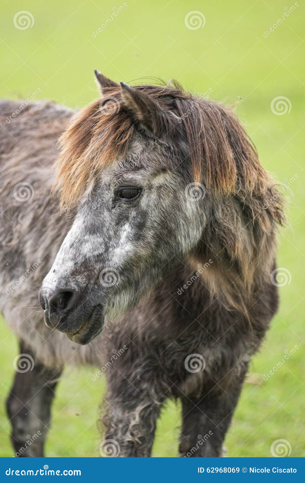 Old sick pony stock image. Image of curly, coat, equine - 62968069