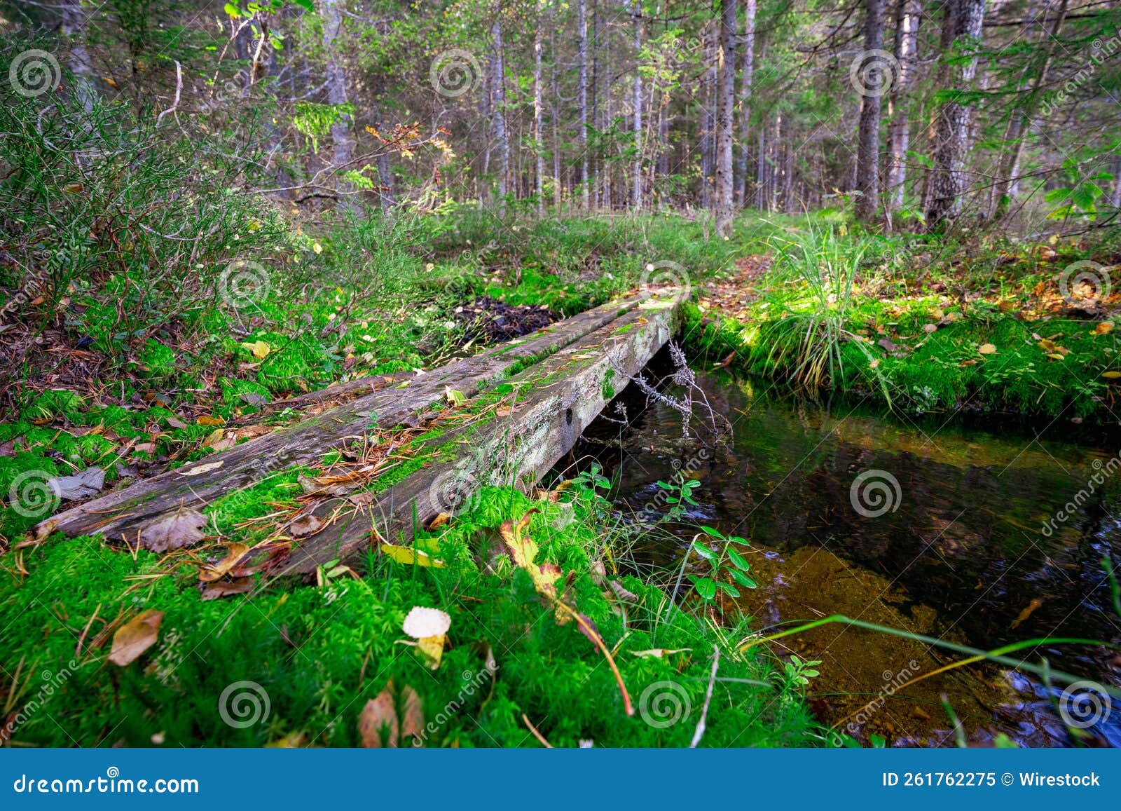 Old Simple Wooden Bridge Going Over a Creek in a Forest Stock Image ...