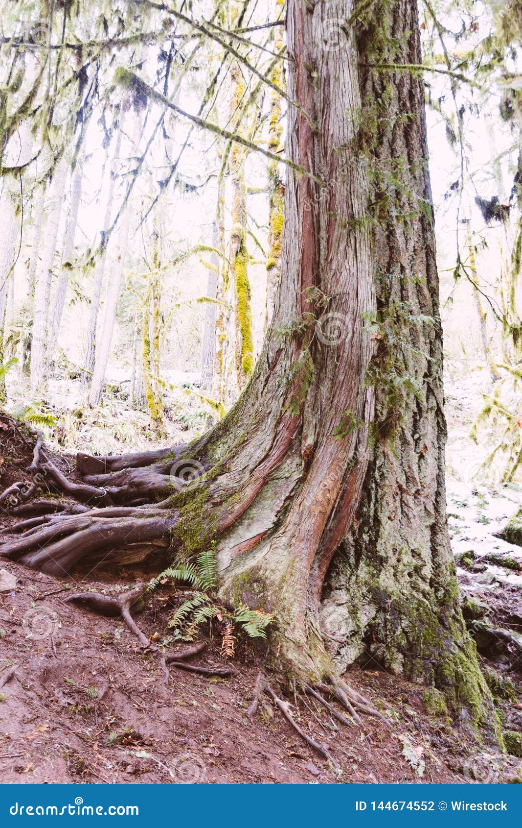 An Old Thick Tall Curved Tree in a Forest Stock Photo - Image of ...