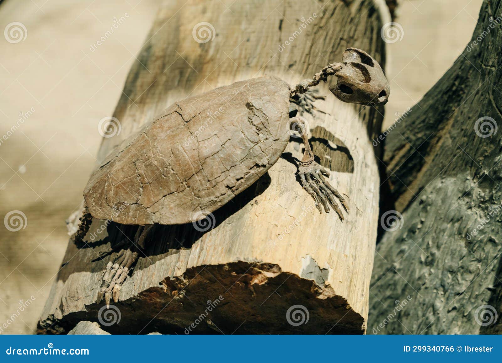 Skeleton Of Sea Turtle Royalty-Free Stock Photo | CartoonDealer.com ...