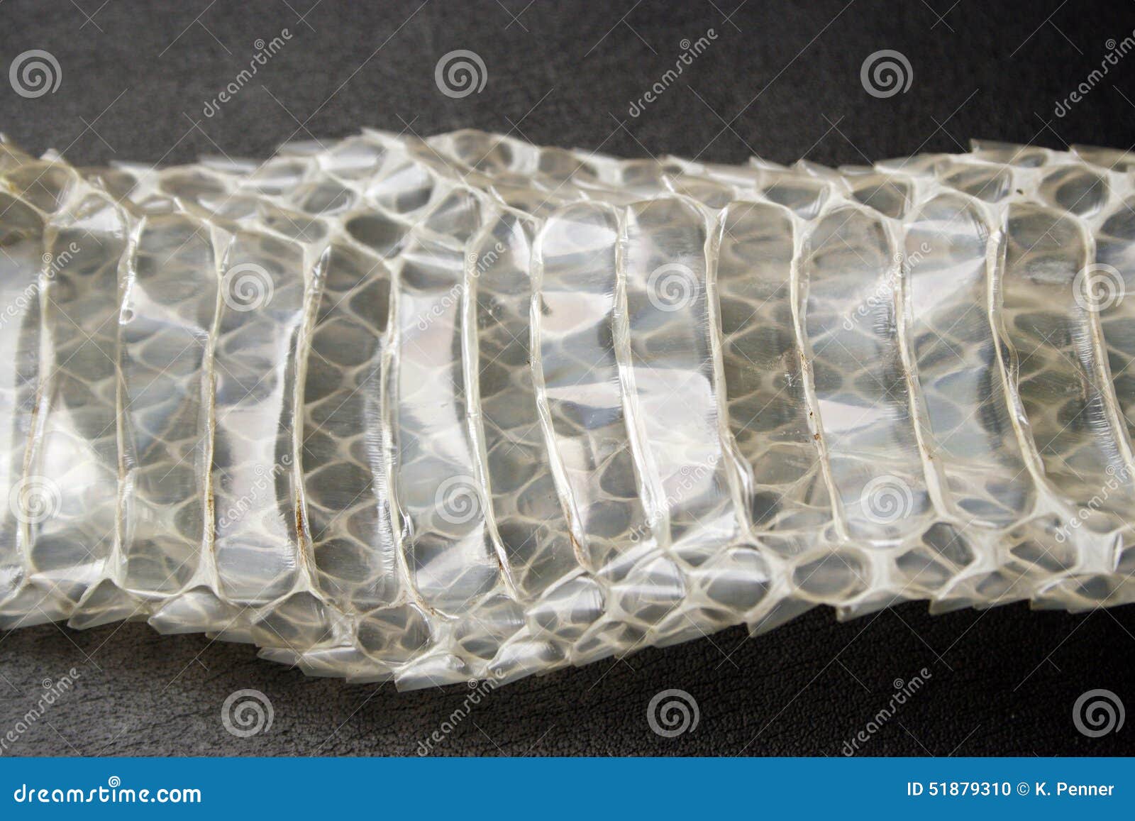 A old skin from a snake stock photo. Image of constrictor - 51879310