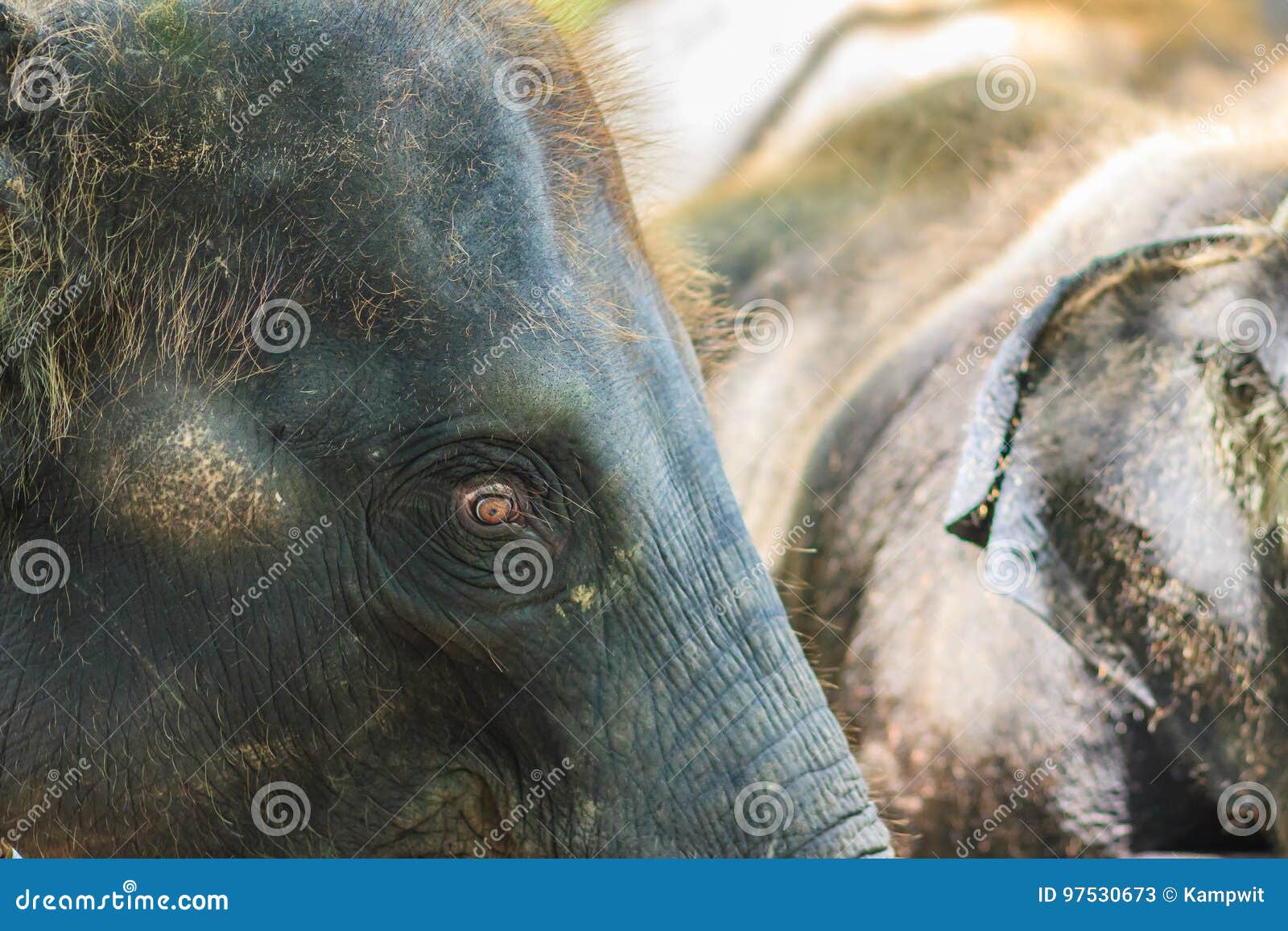 Old and Skinny Elephant is Chained and Look Very Pitiful. Stock Image ...