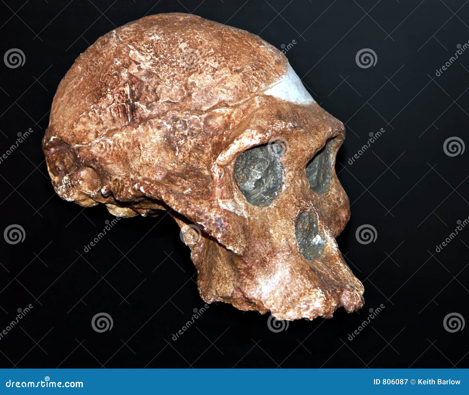 Old skull stock image. Image of eary, skull, hard, human - 806087