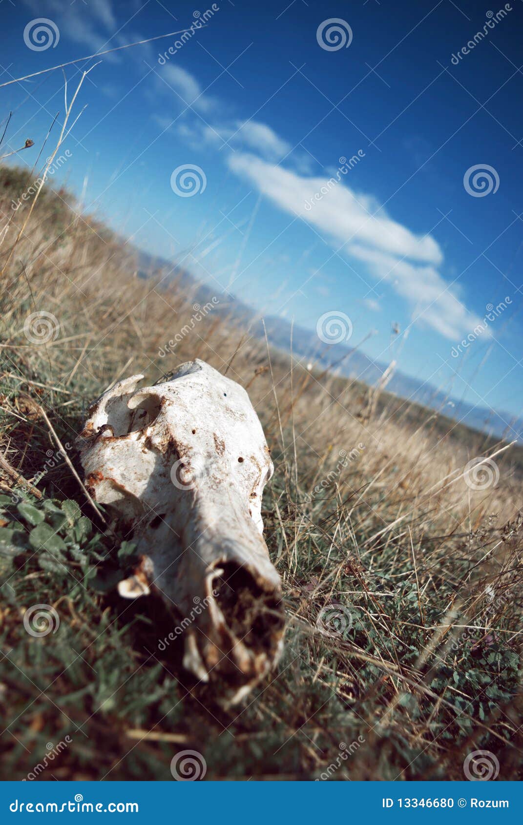 Old skull of animal stock photo. Image of dead, animal - 13346680