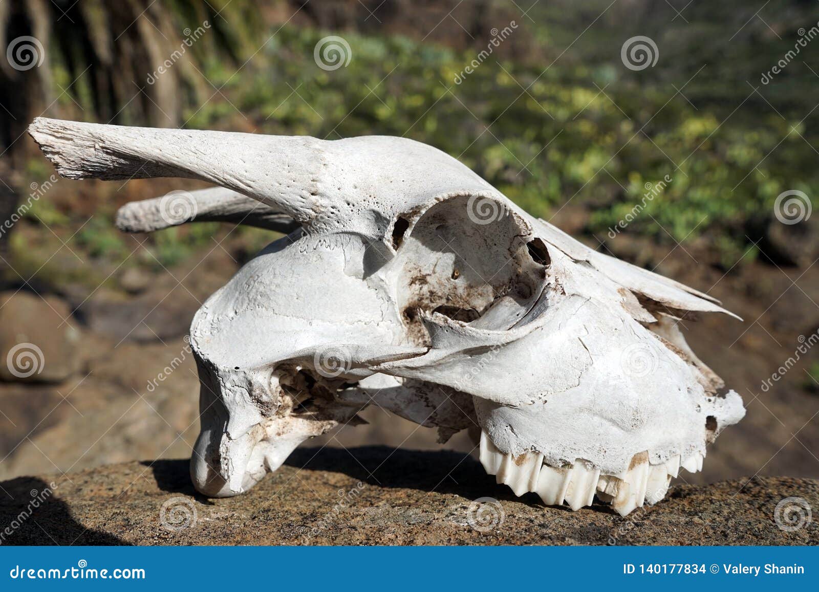 Skull of goat on the rock stock photo. Image of teeth - 140177834