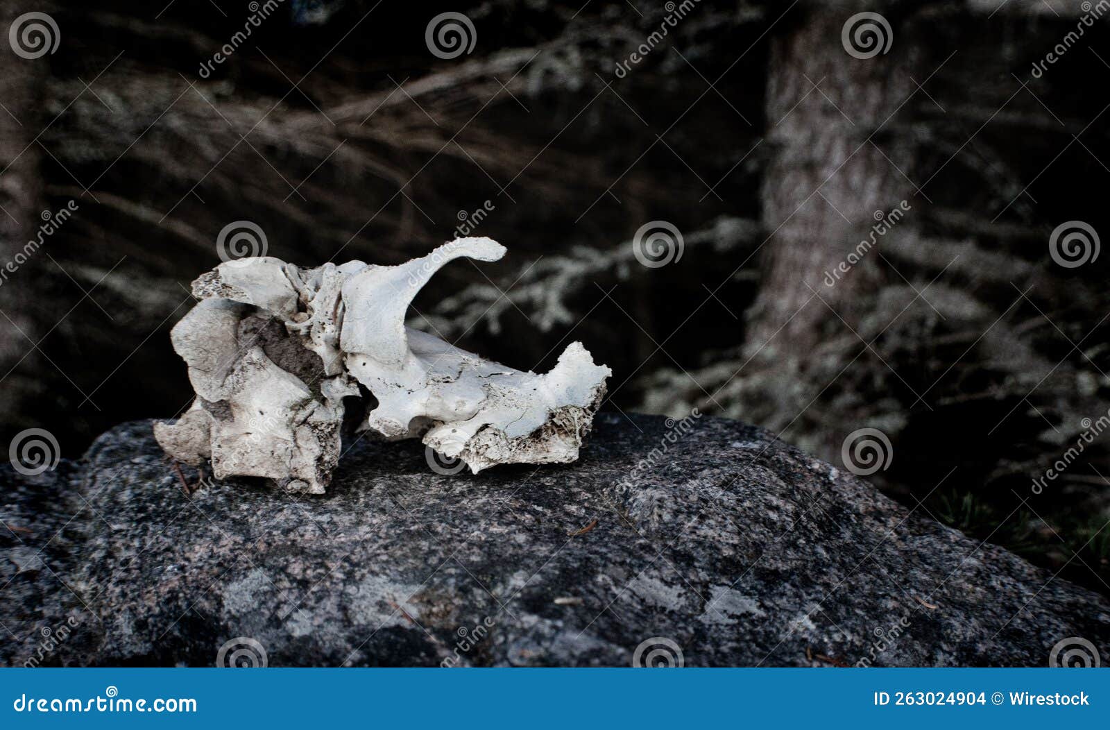 Old Skull on a Stone in a Forest Stock Photo - Image of skull, outdoors ...
