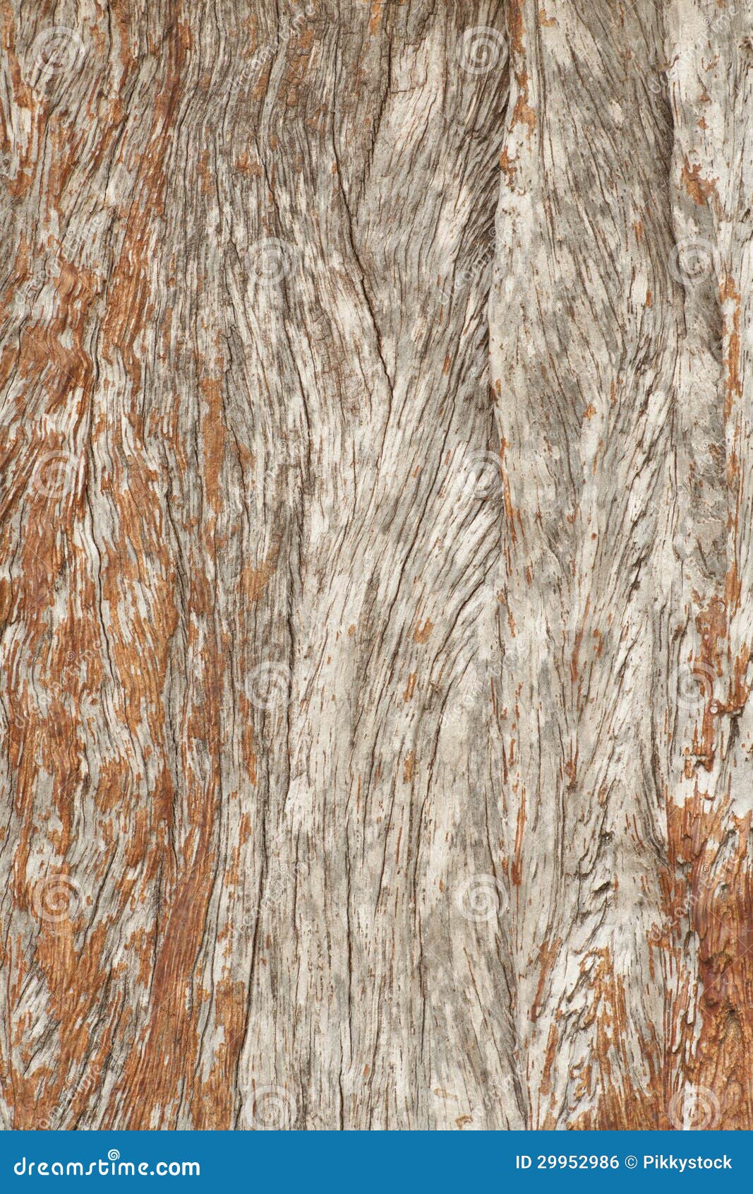 Old slab stock photo. Image of tree, color, wood, pattern - 29952986