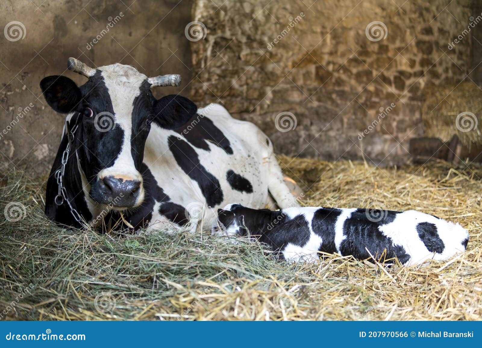 Old and small cattle stock photo. Image of ecological - 207970566