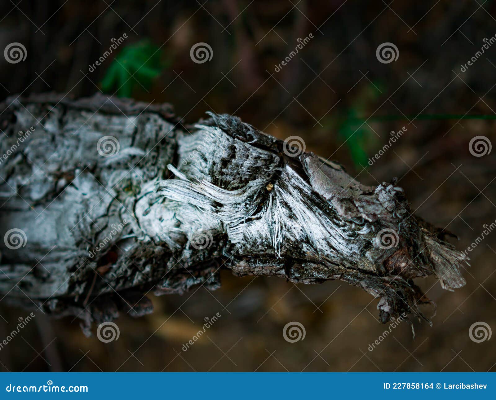 Old Snag. Broken Tree S Branch Stock Photo - Image of texture ...