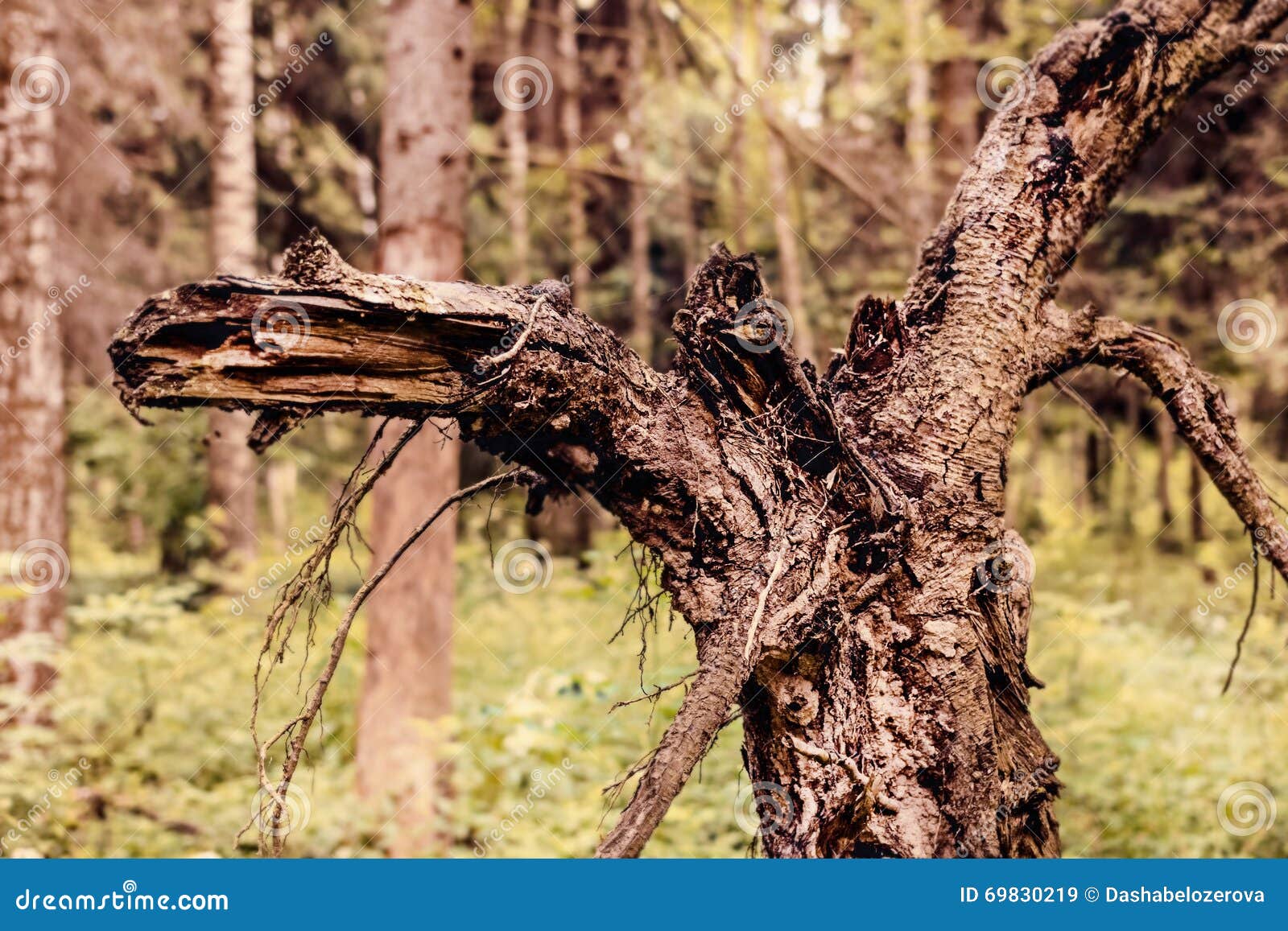 Old snag in forest stock image. Image of summer, forest - 69830219