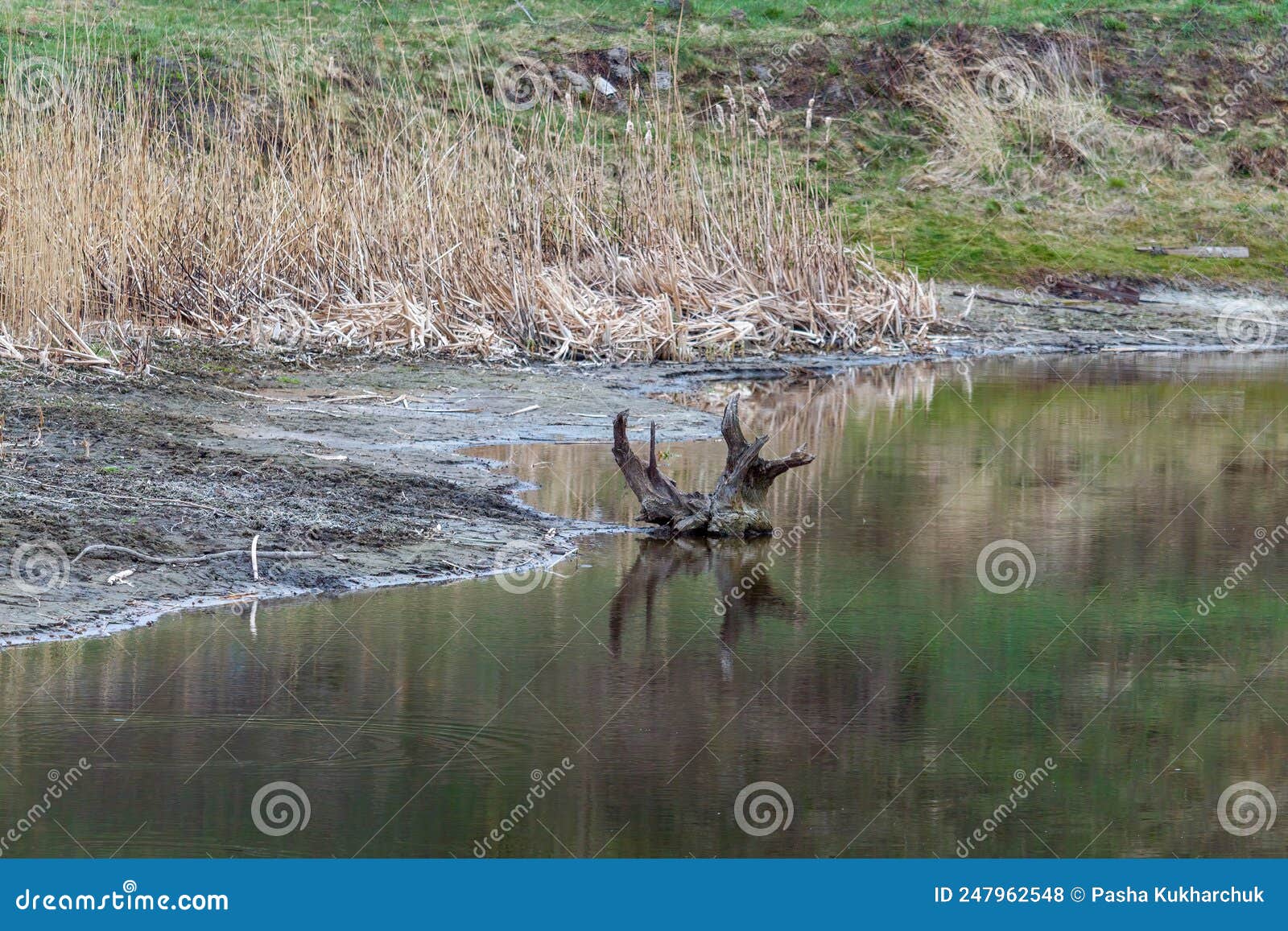 Old Snag in the Forest Lake. Snag in the River Stock Photo - Image of ...
