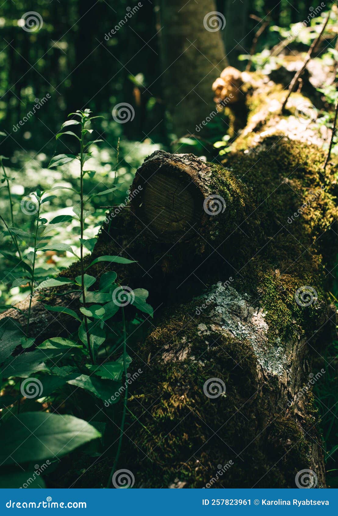 An old snag in a forest stock image. Image of green - 257823961