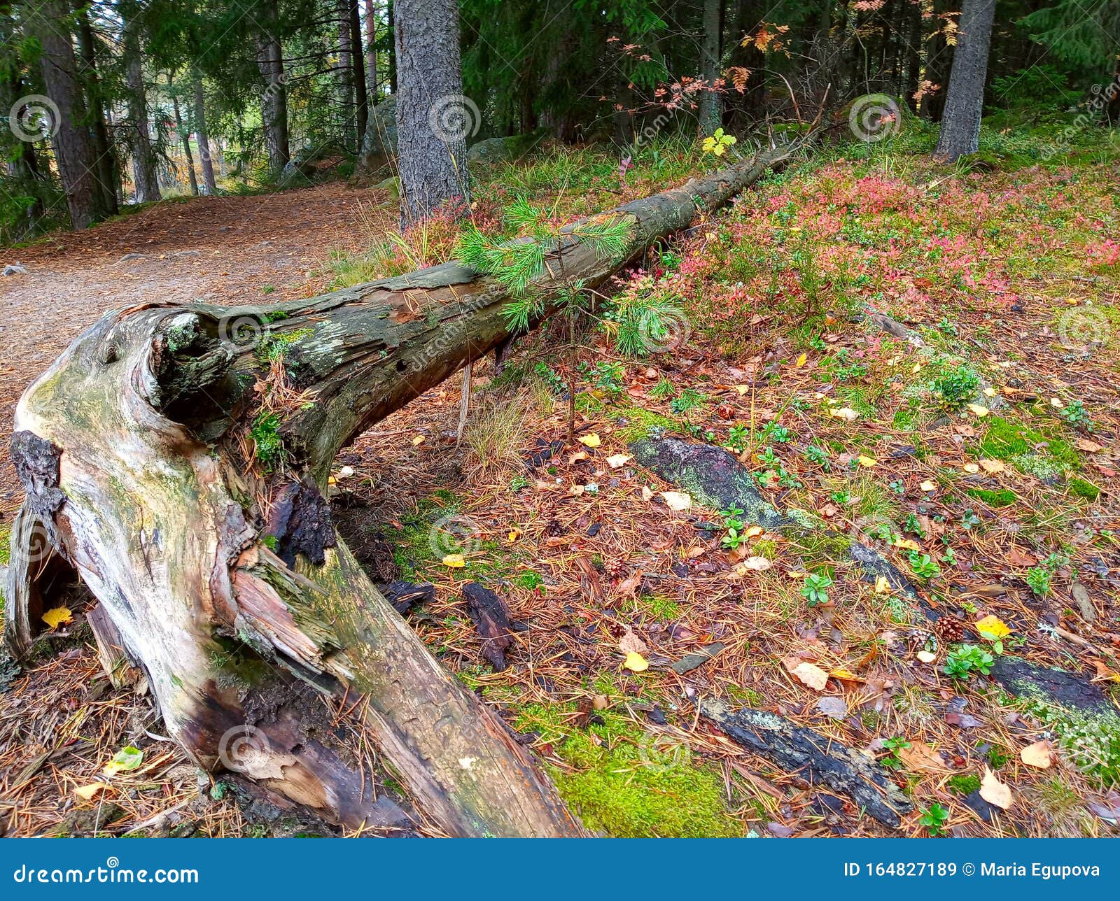 Old snag in a forest stock image. Image of forest, fall - 164827189