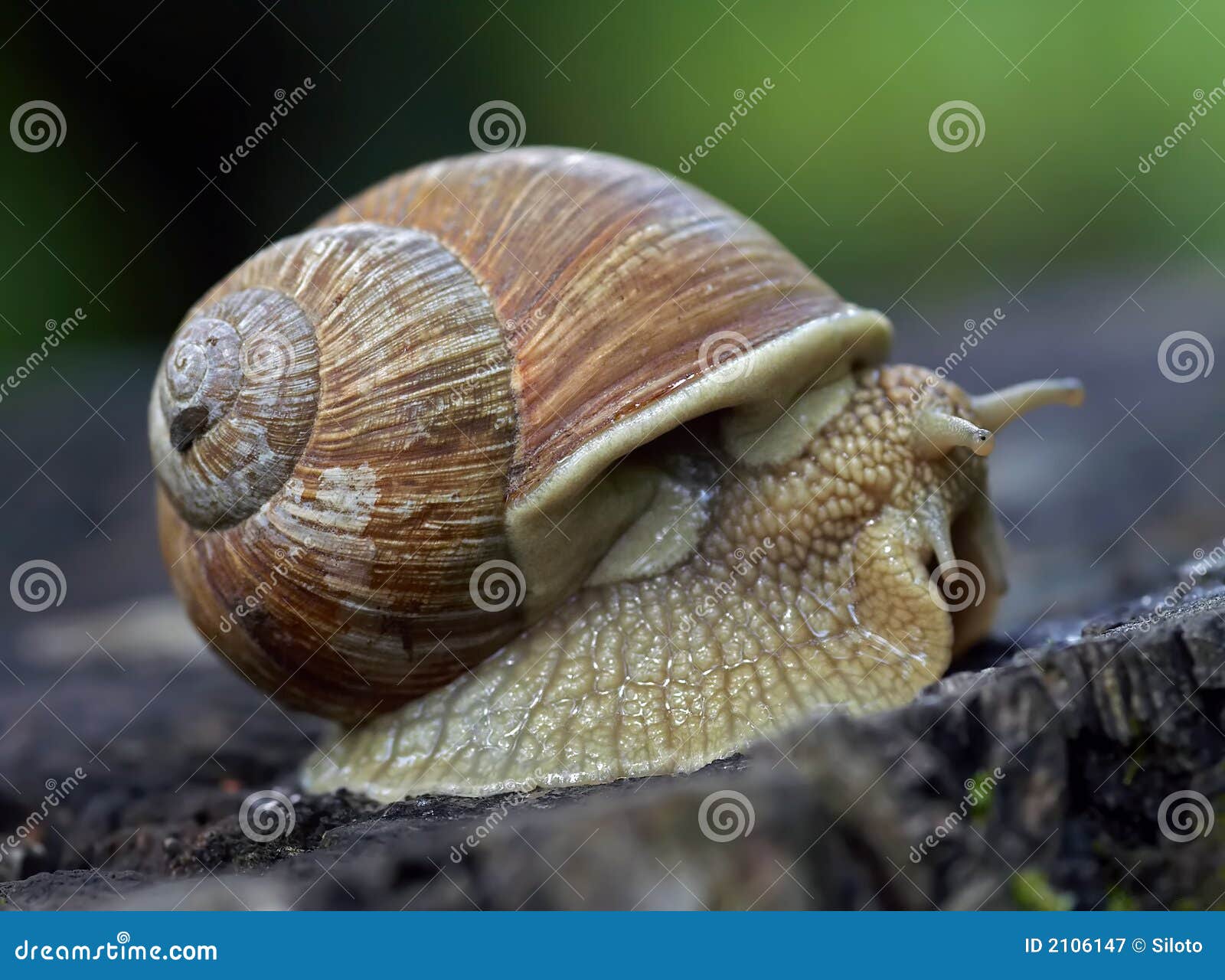 Old snail stock image. Image of shell, slowly, macro, nature - 2106147