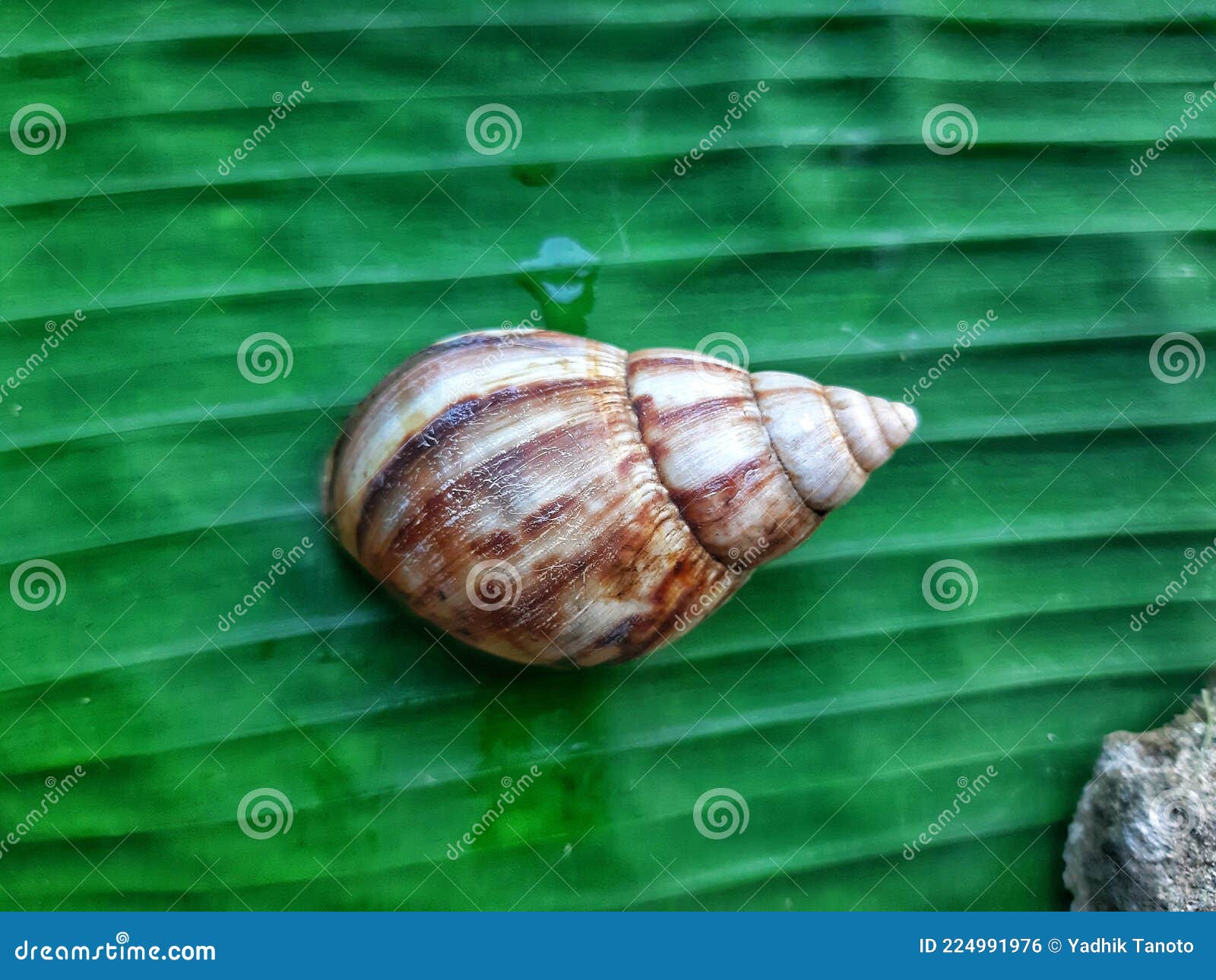 Old Snail Shell on Banana Leaf Stock Photo - Image of shell, leaf ...