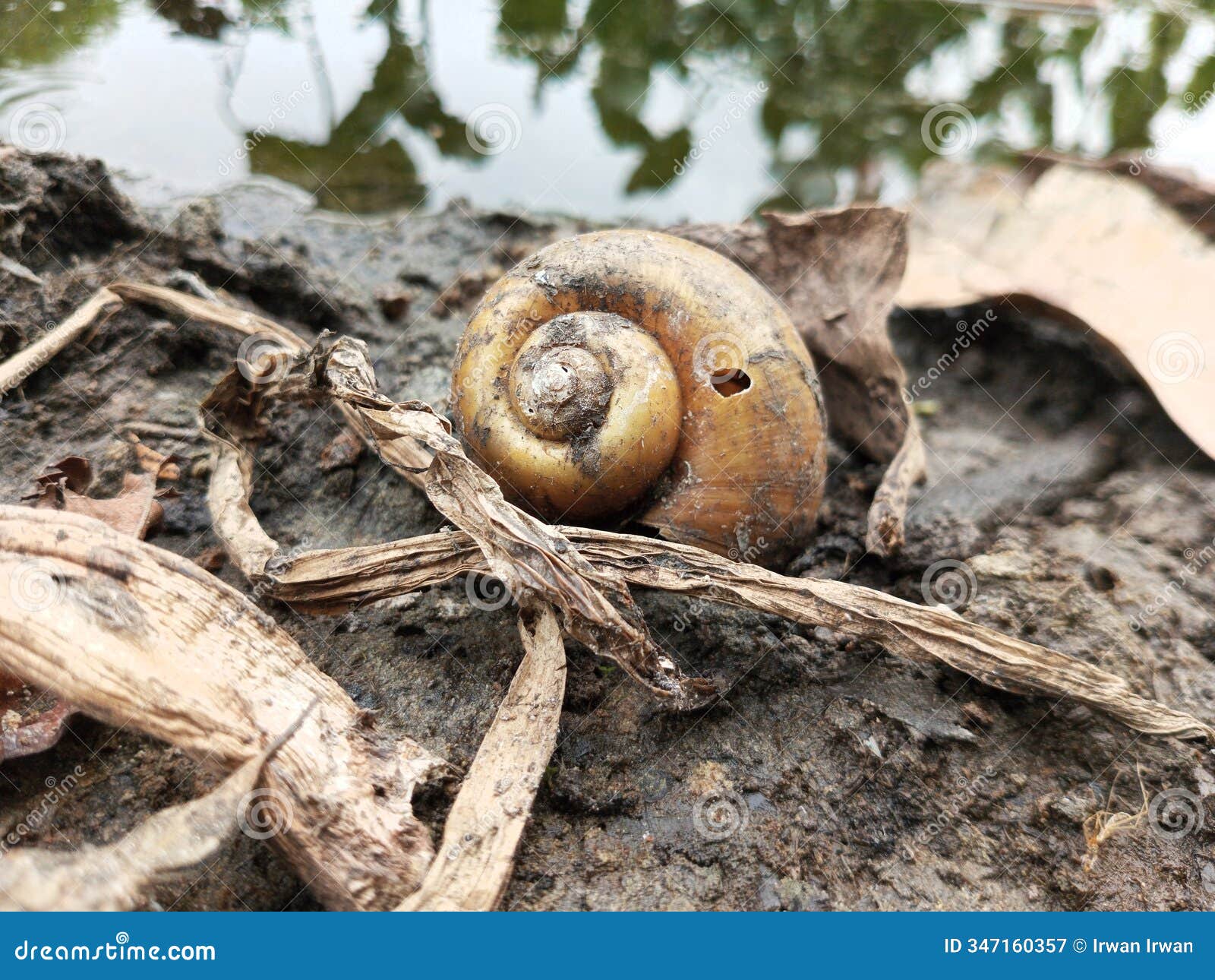 OLD SNAIL SHELL on MUD stock image. Image of small, animal - 347160357