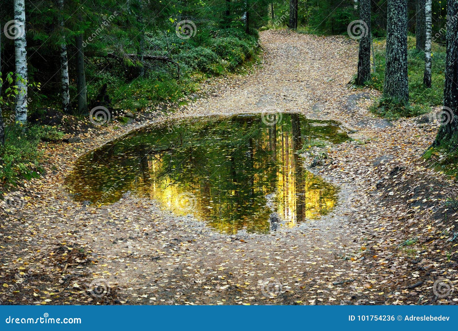 Old Soil Road with Puddle in the Forest Stock Photo - Image of wood ...