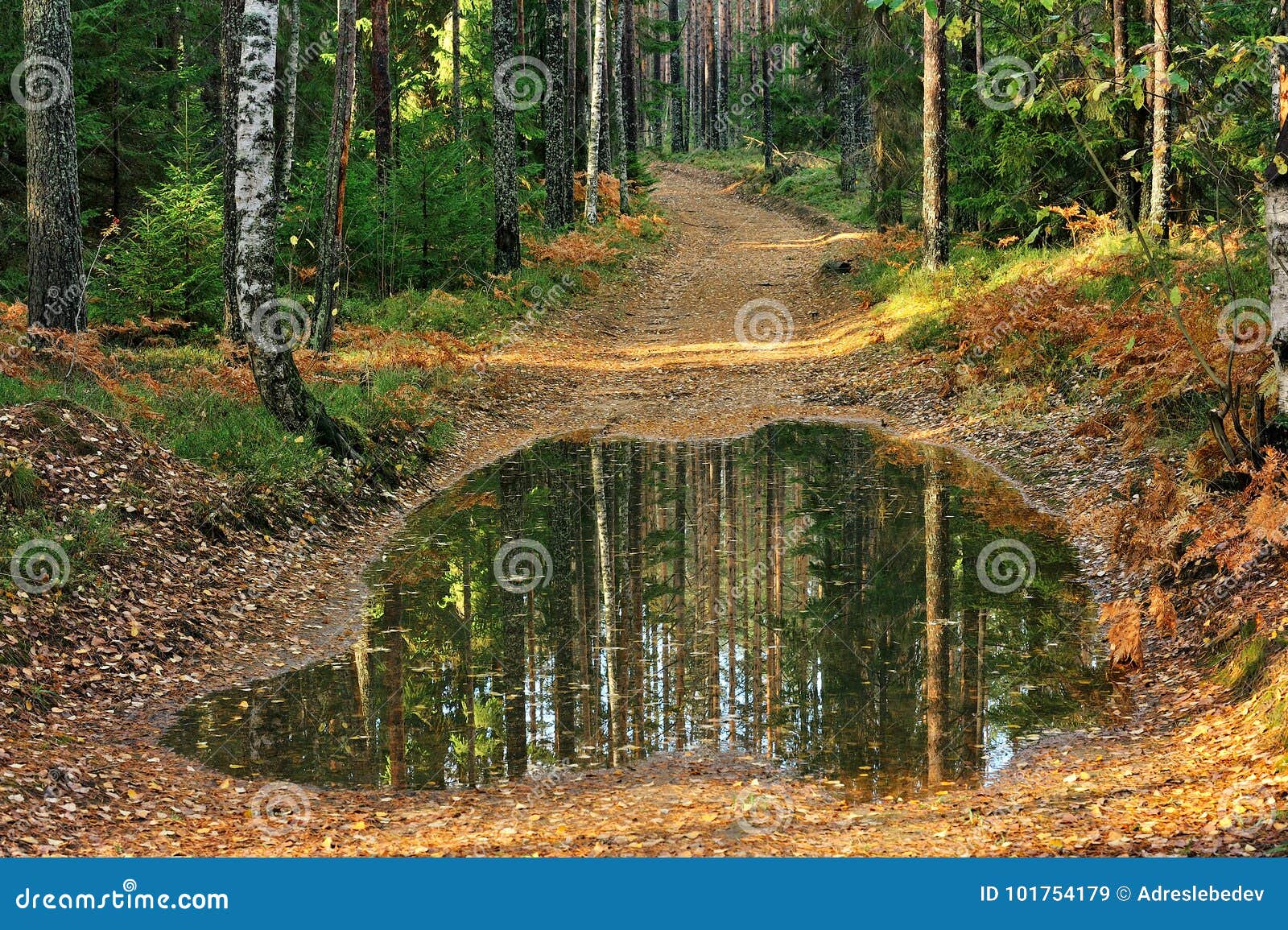 Old Soil Road with Puddle in the Forest Stock Image - Image of season ...