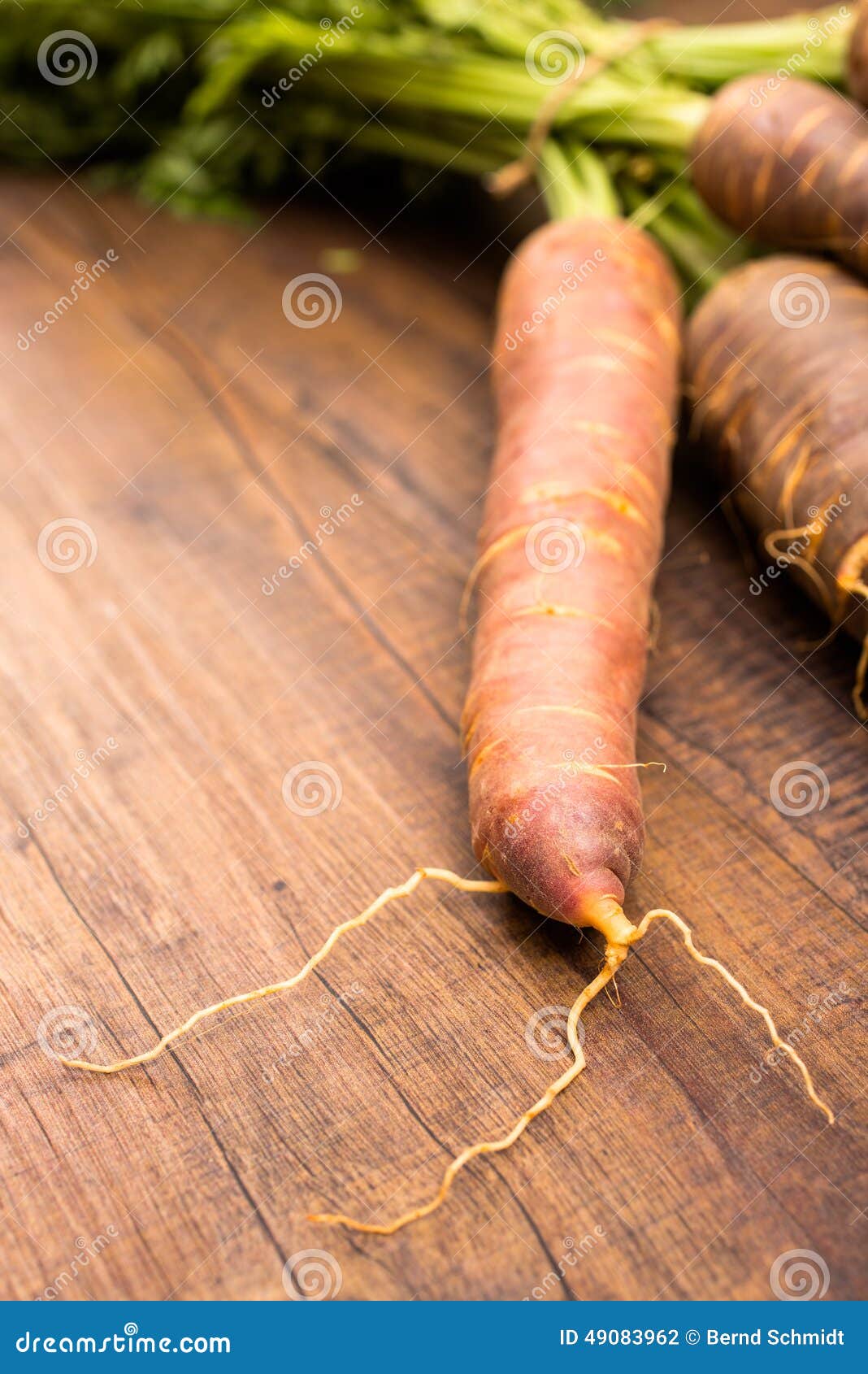 Old sort of carrots stock photo. Image of close, vertical - 49083962