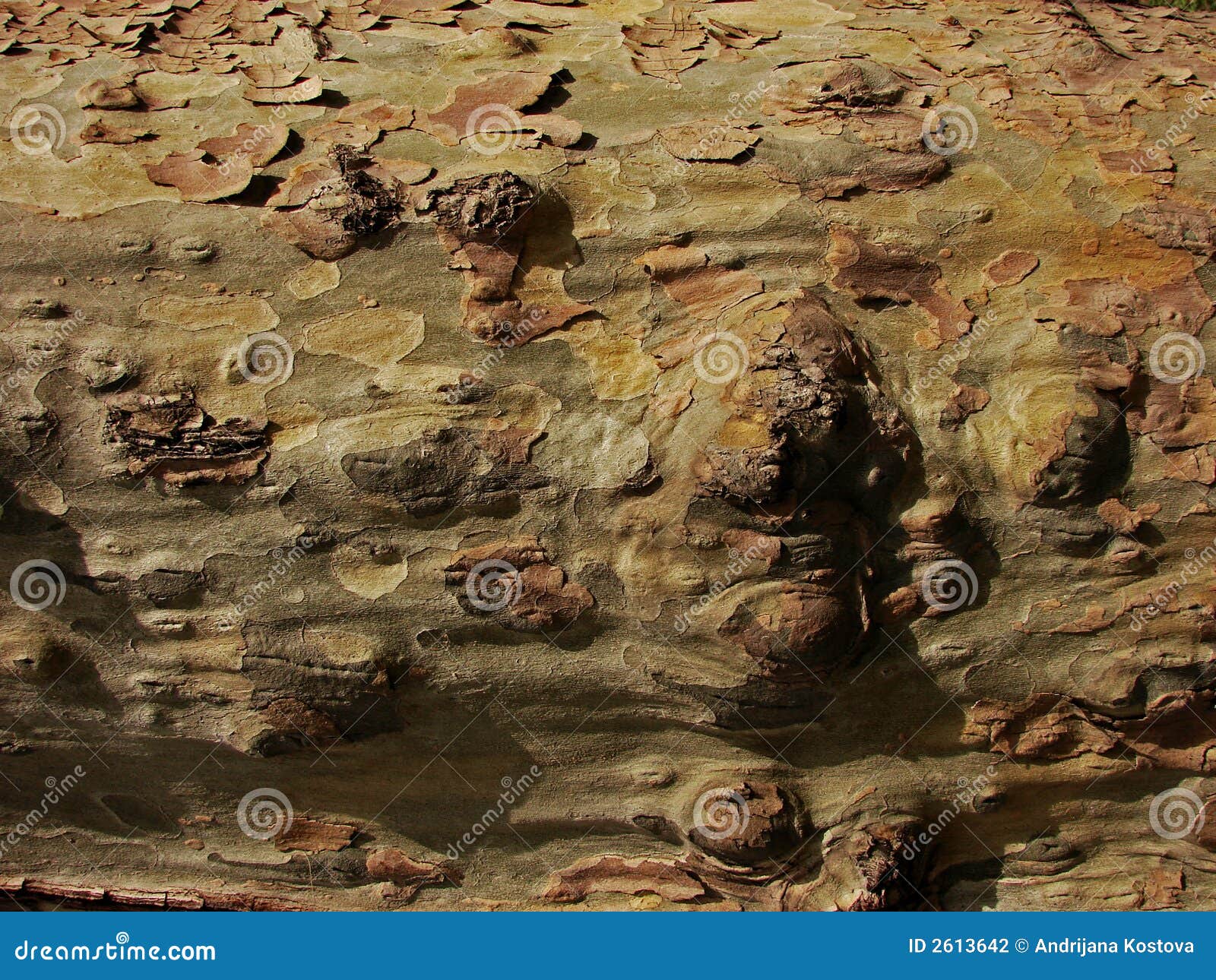 Old soul stock photo. Image of tree, nature, stump, ragged - 2613642