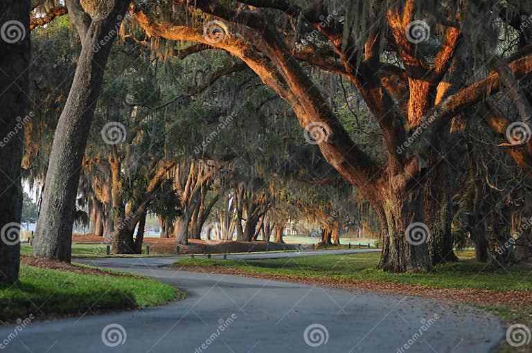 Old south stock image. Image of resort, moss, southern - 18945347
