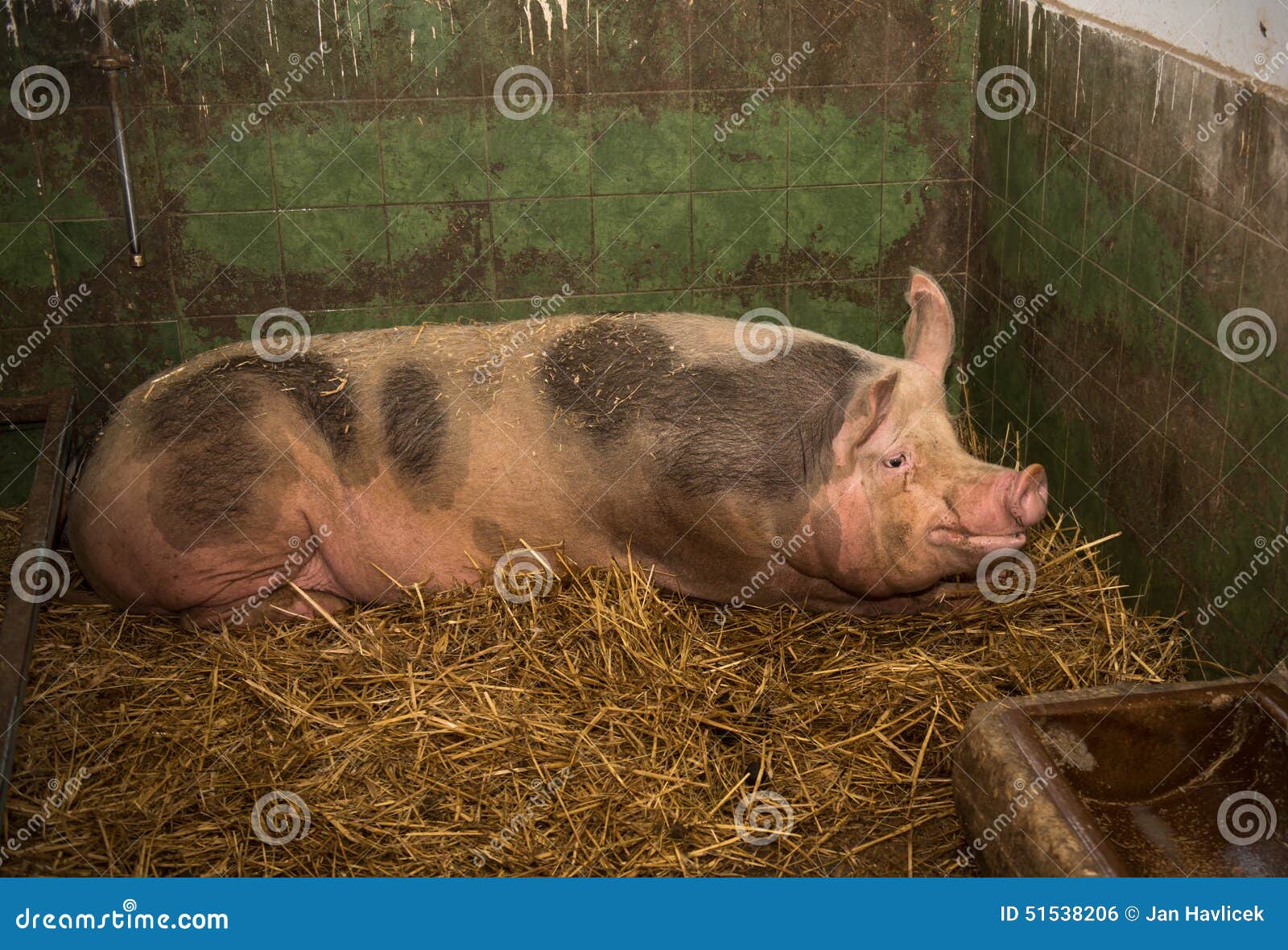 Old sow stock photo. Image of black, puddle, mother, meat - 51538206
