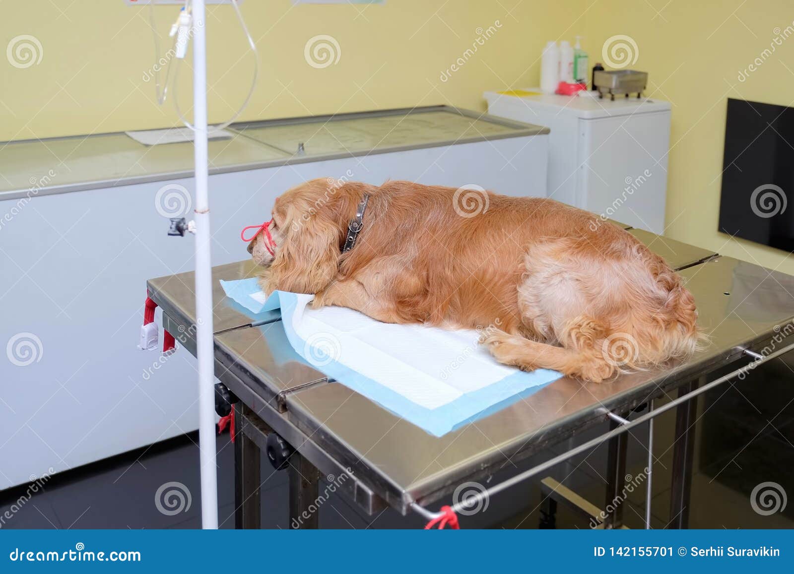 Old Spaniel Dog by Anesthesia on the Operating Table Stock Image ...