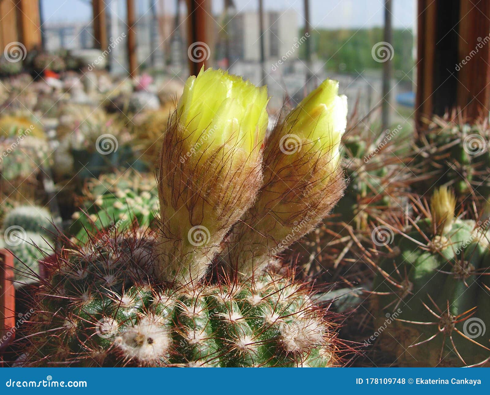 Old Specimen of Cactus Notocactus Tabularis with Buds Stock Photo ...