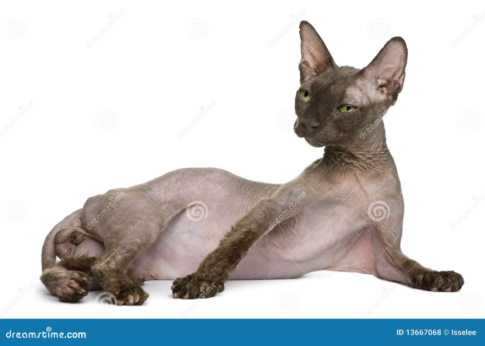487 Old Sphynx Cat Stock Photos - Free & Royalty-Free Stock Photos from ...