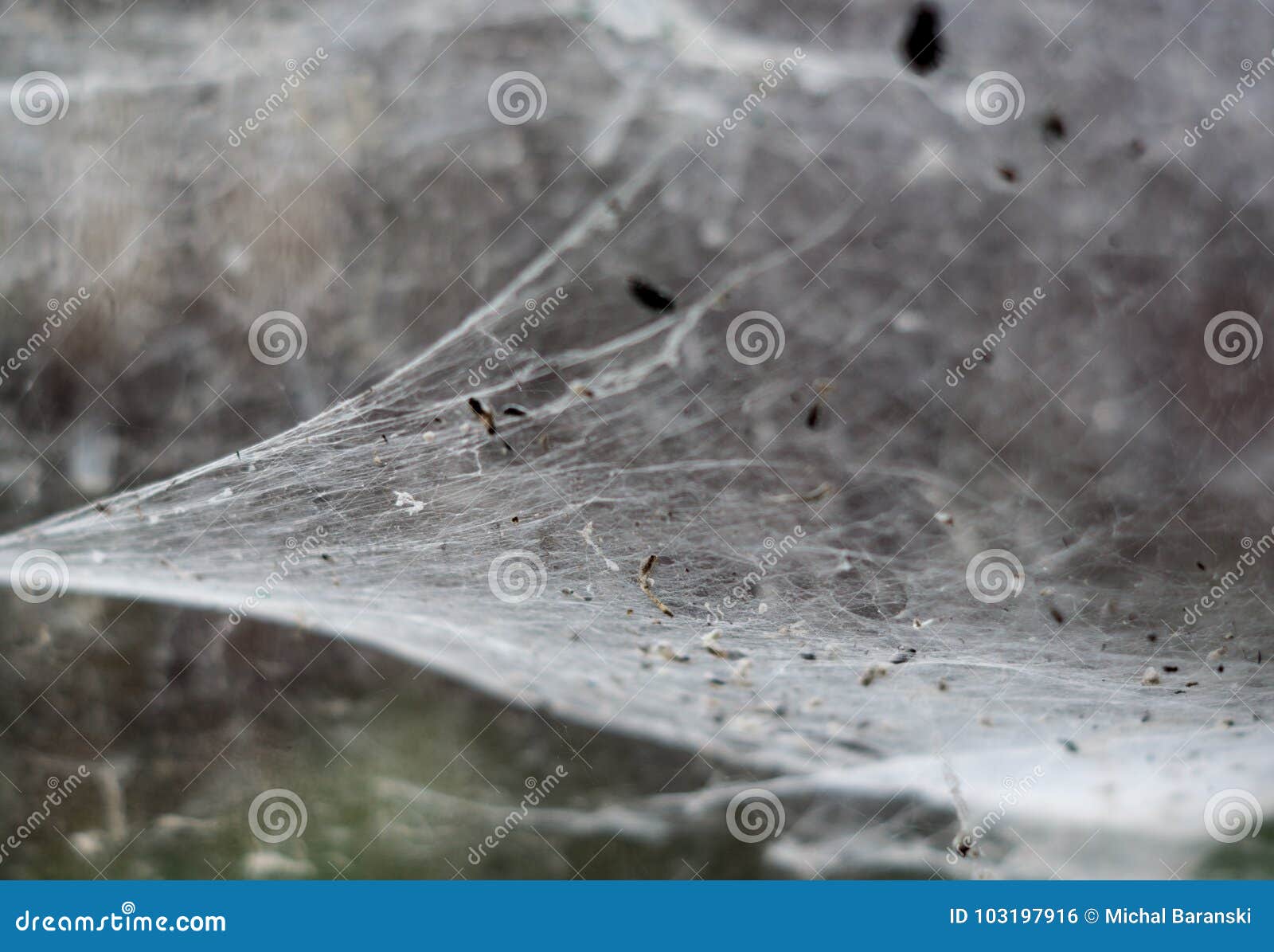 Old spider web stock photo. Image of close, cobweb, macro - 103197916