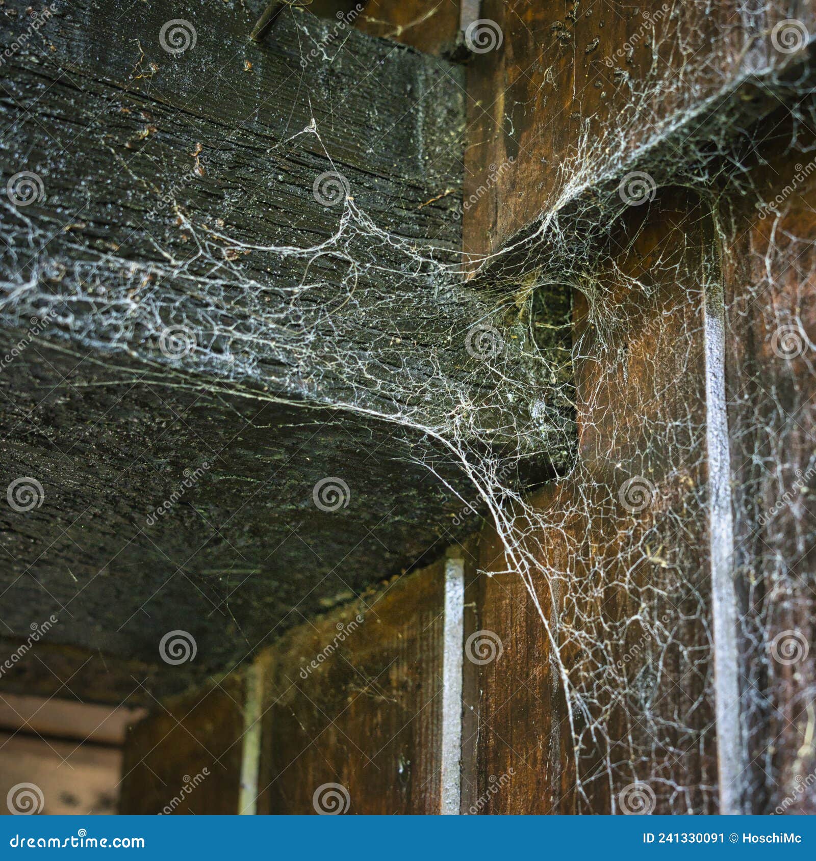 Old Spider Web on Wooden Beam Stock Image - Image of nature, wall ...