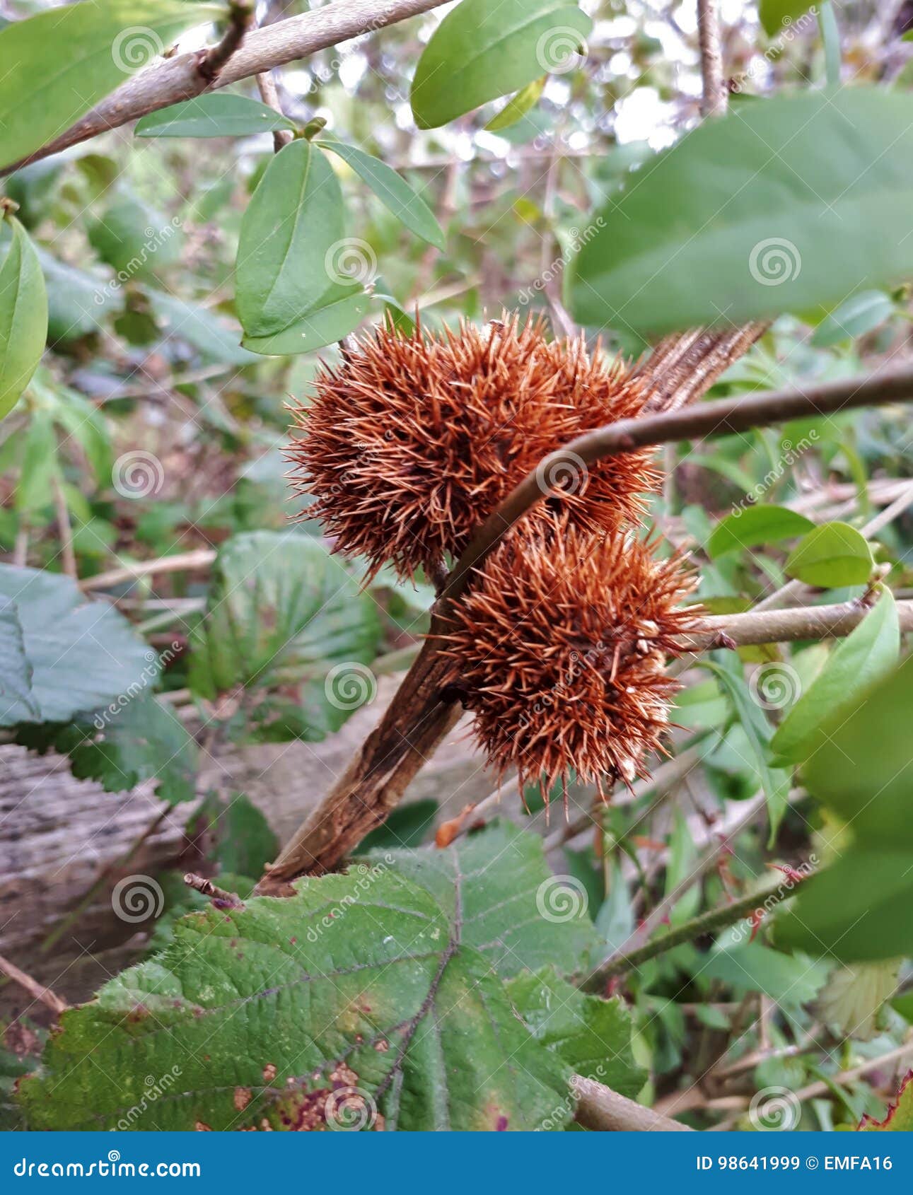 Conkers With Spiky Shells On Green Background Royalty-Free Stock Photo ...