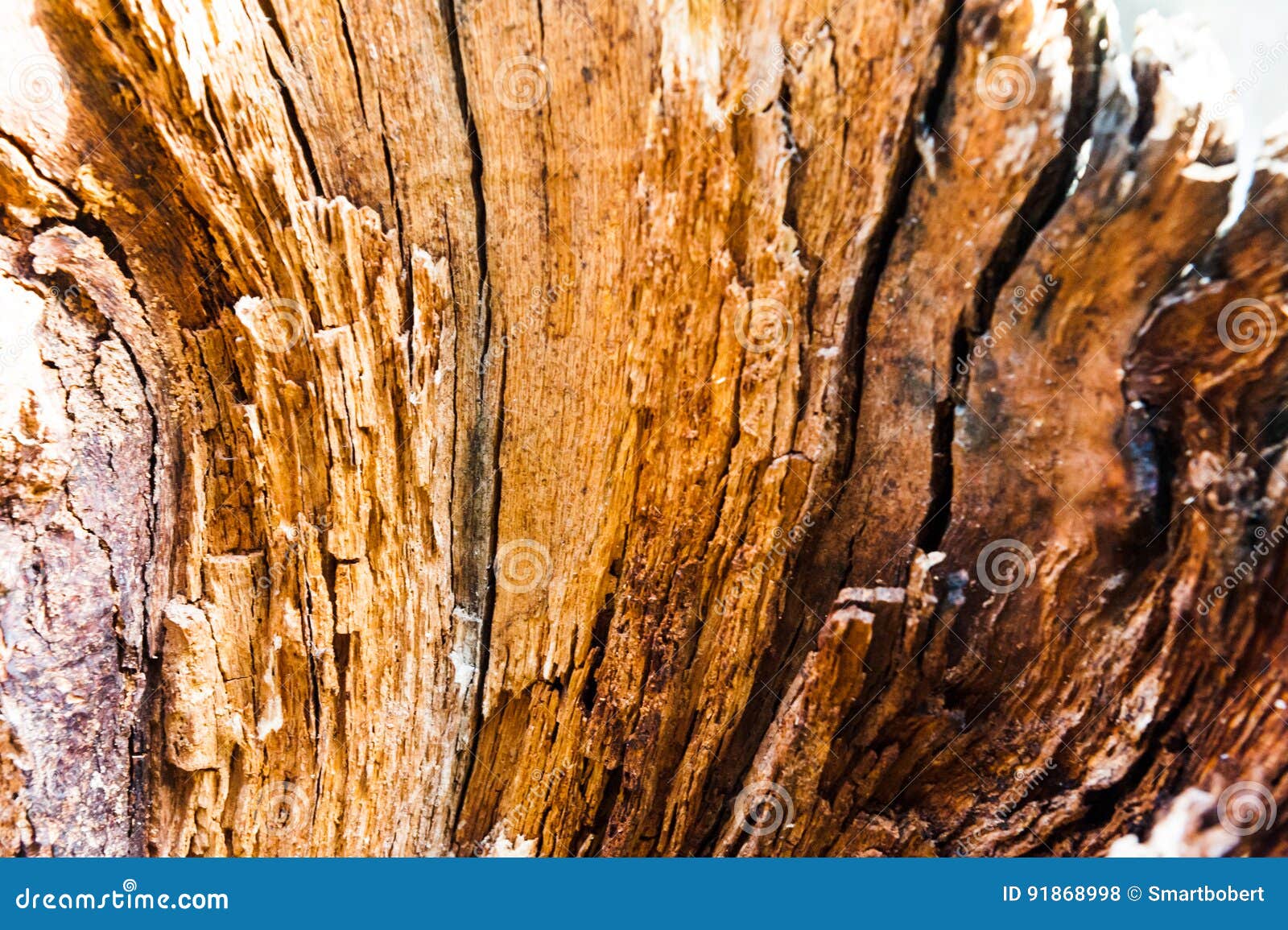 Old Split with an Ax Tree with Irregular Structure. Firewood ...