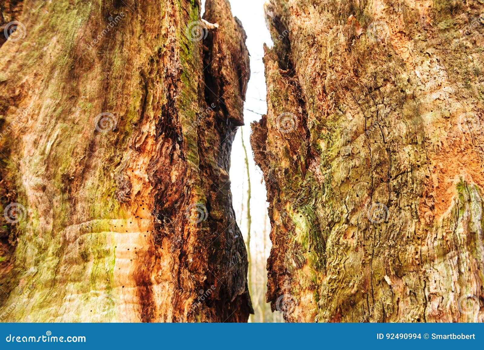 Old Split with an Ax Tree with Irregular Structure. Firewood ...