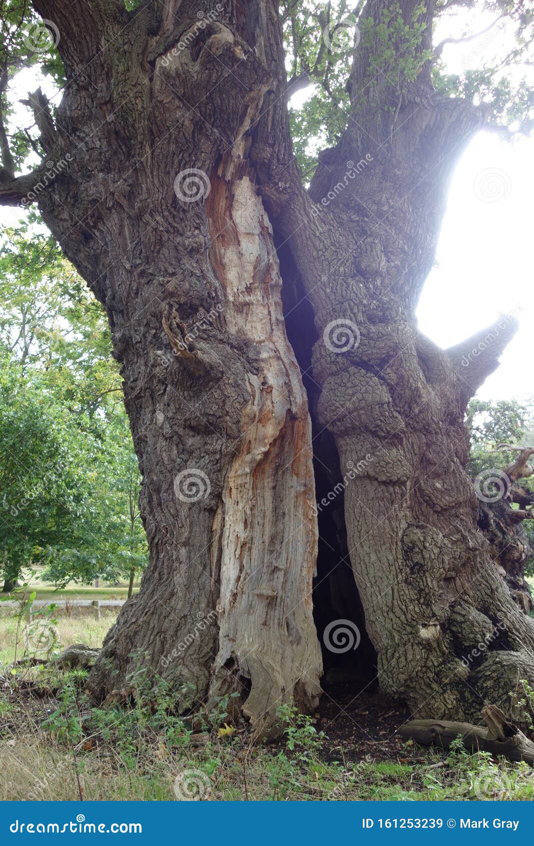 Old Split Oaktree stock image. Image of forest, hollow - 161253239