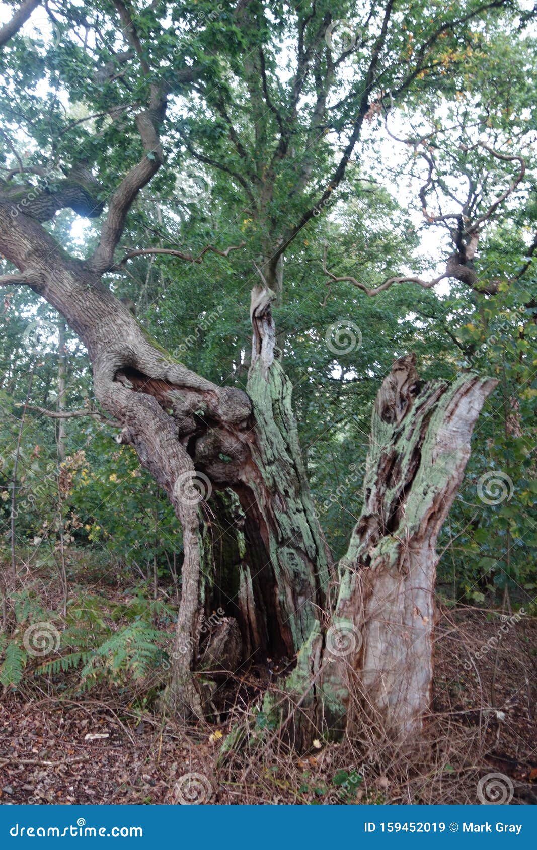 Old Split Oaktree stock image. Image of forest, trees - 159452019