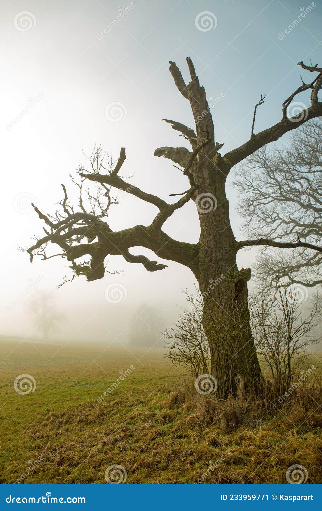 An Old Spooky Oak Tree in a Misty Landscape Stock Image - Image of ...