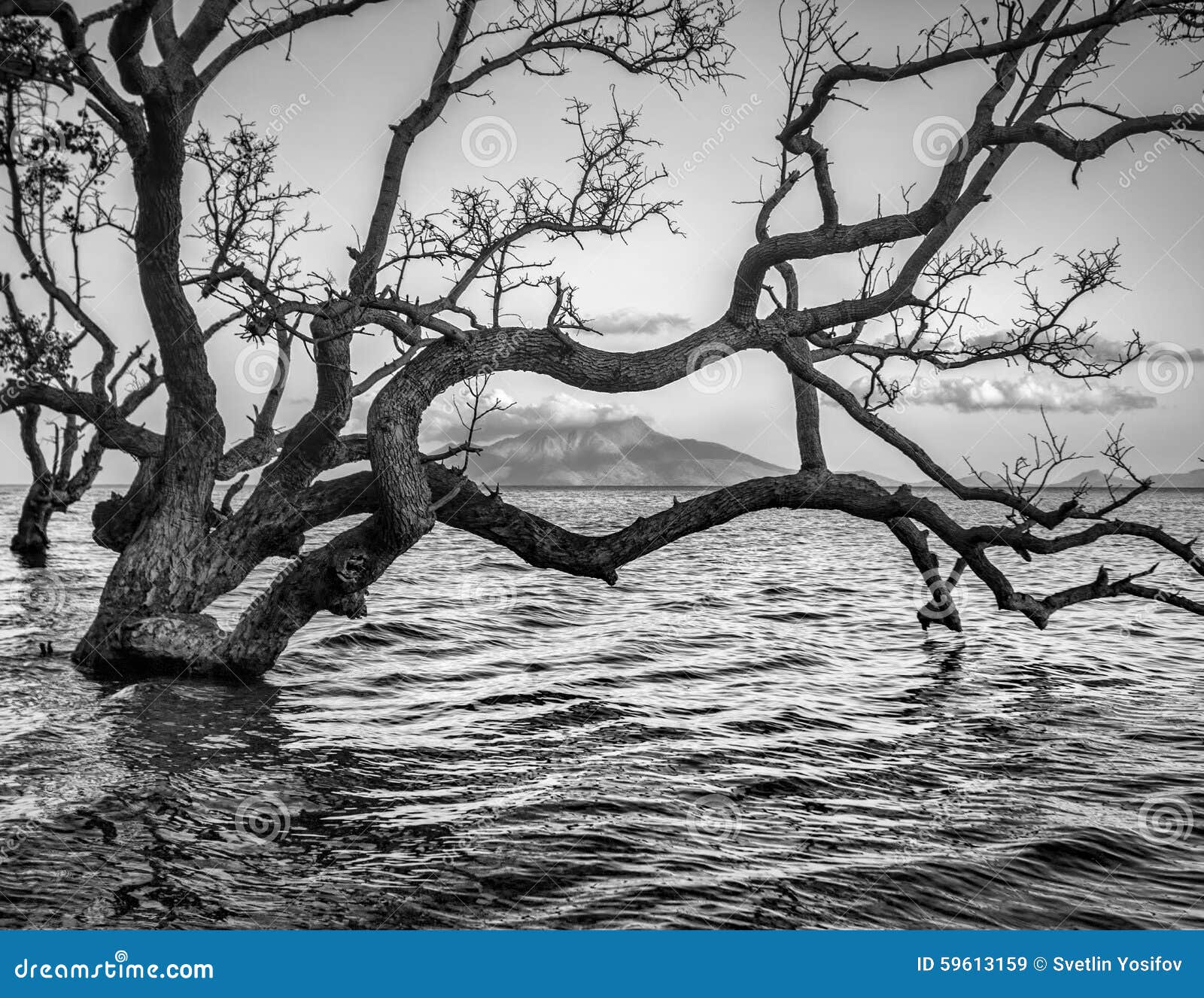 Old Spooky Tree..Spooky Forest with Dry Trees Stock Image - Image of ...