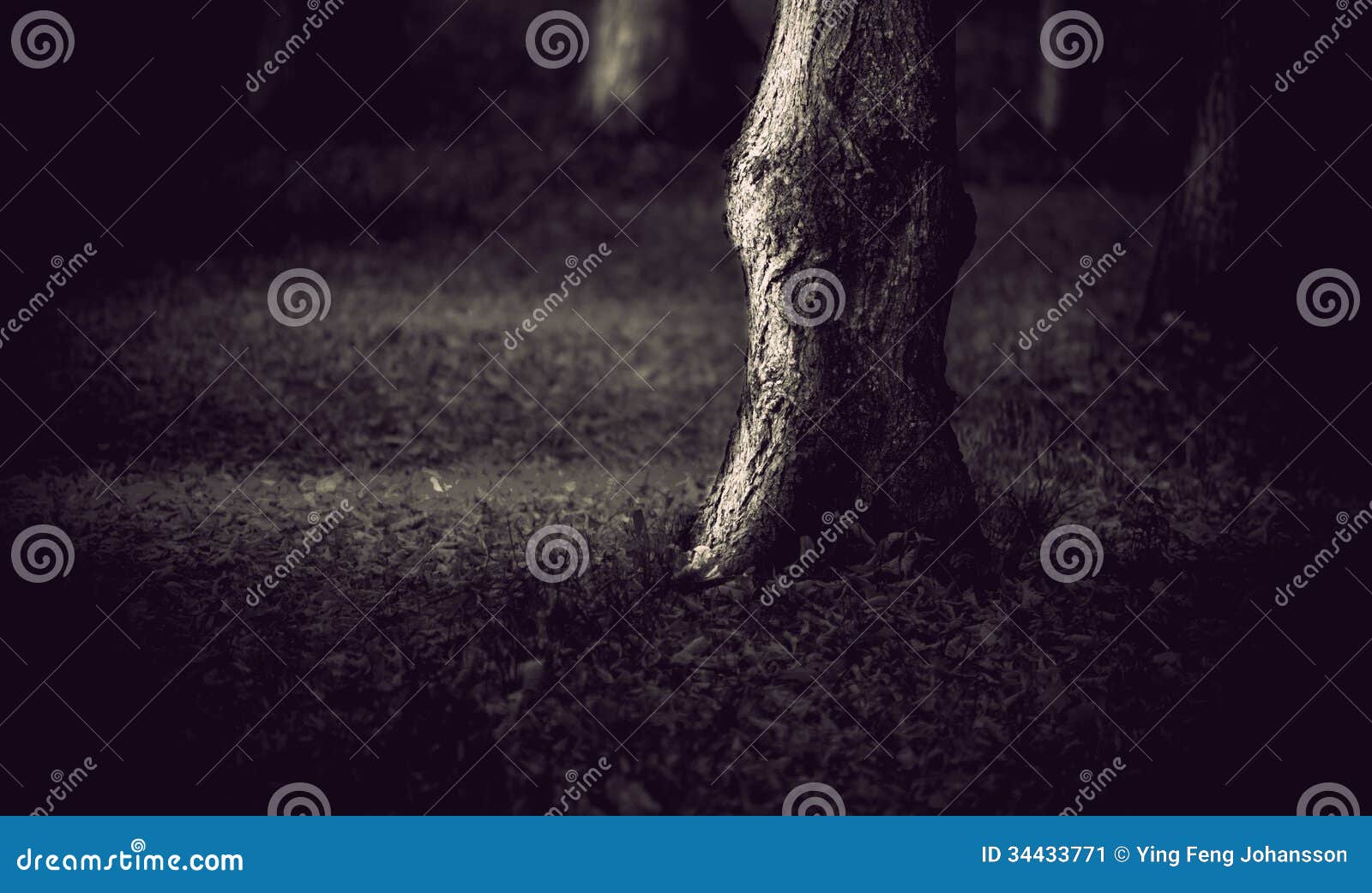 Old spooky trees stock image. Image of trees, tree, space - 34433771