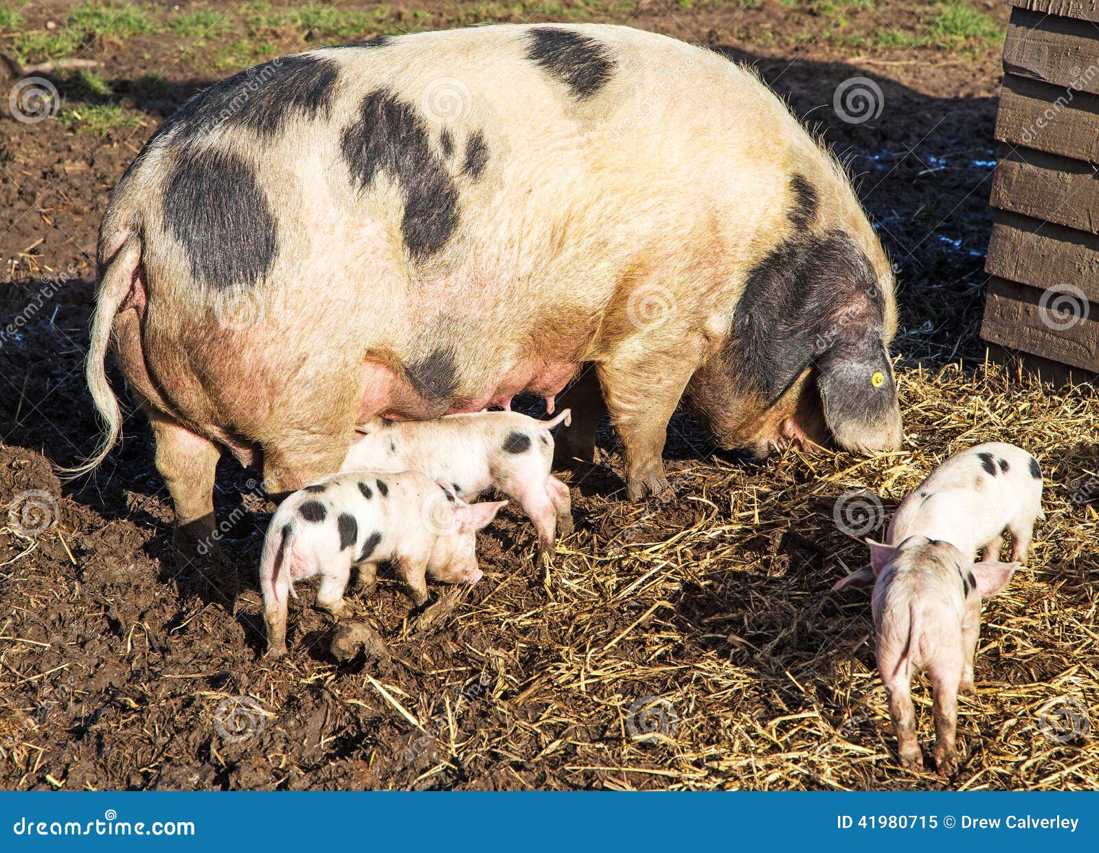 An Old Spot Sow Feeding Her Young Stock Image - Image of animal ...