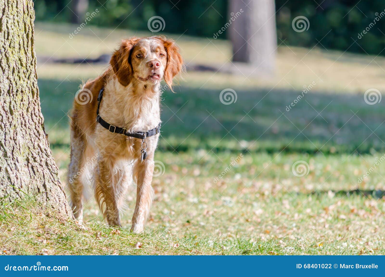 Old Spotted Brittany Spaniel Dog Stock Photo - Image of meadow ...