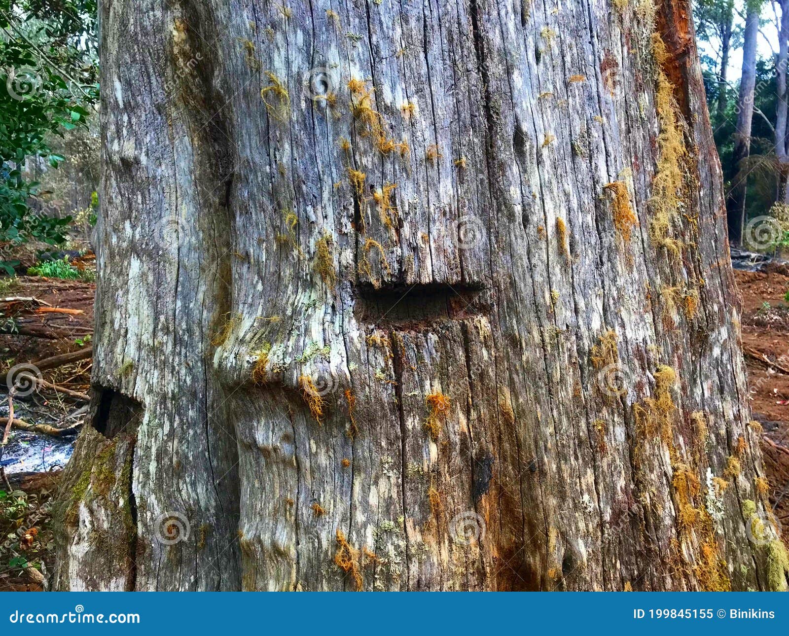 Old Springboard Holes in an Old Tree Stump Stock Image - Image of root ...