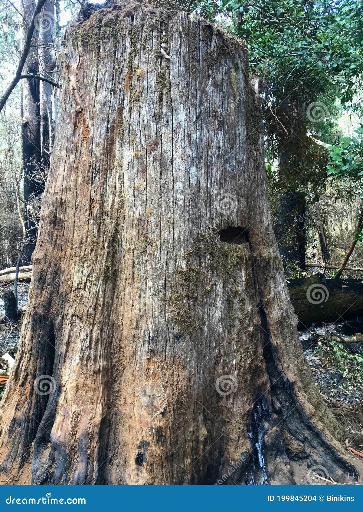 Old Springboard Holes in an Old Tree Stump Stock Photo - Image of ...