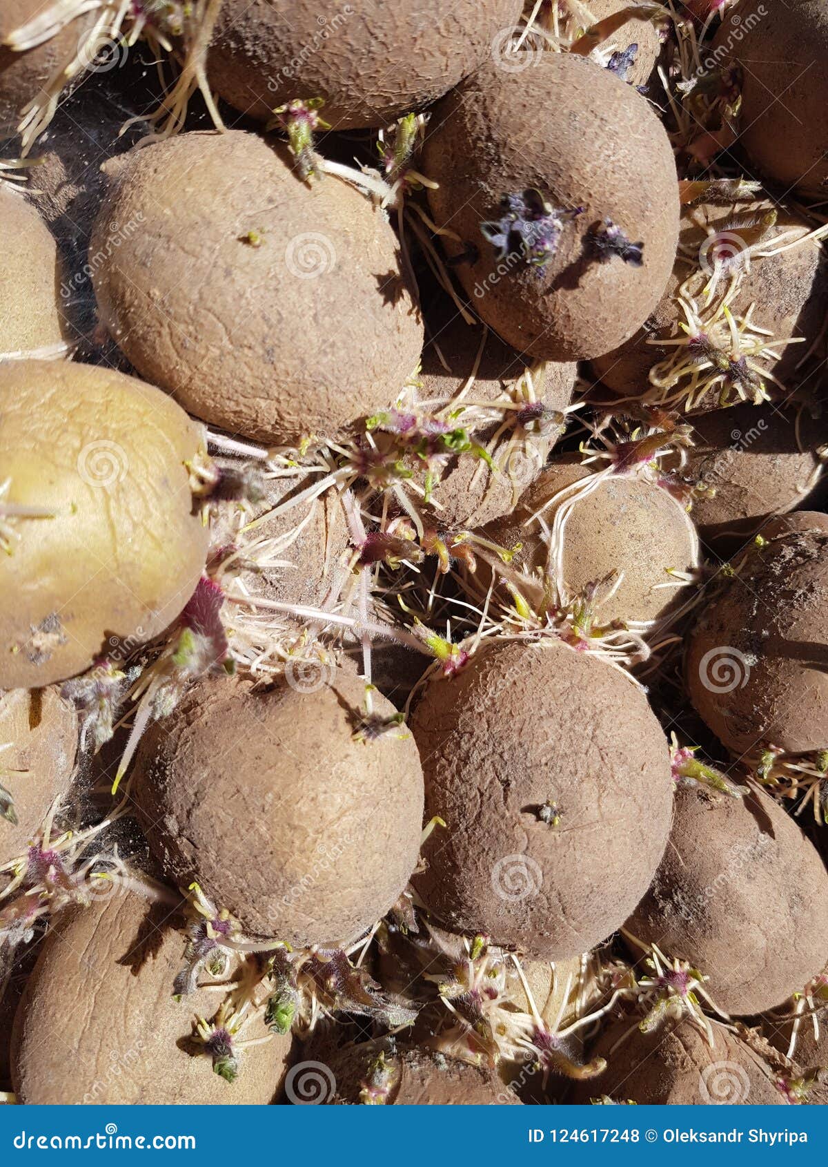 Old sprouted potatoes stock photo. Image of grow, sprouted - 124617248